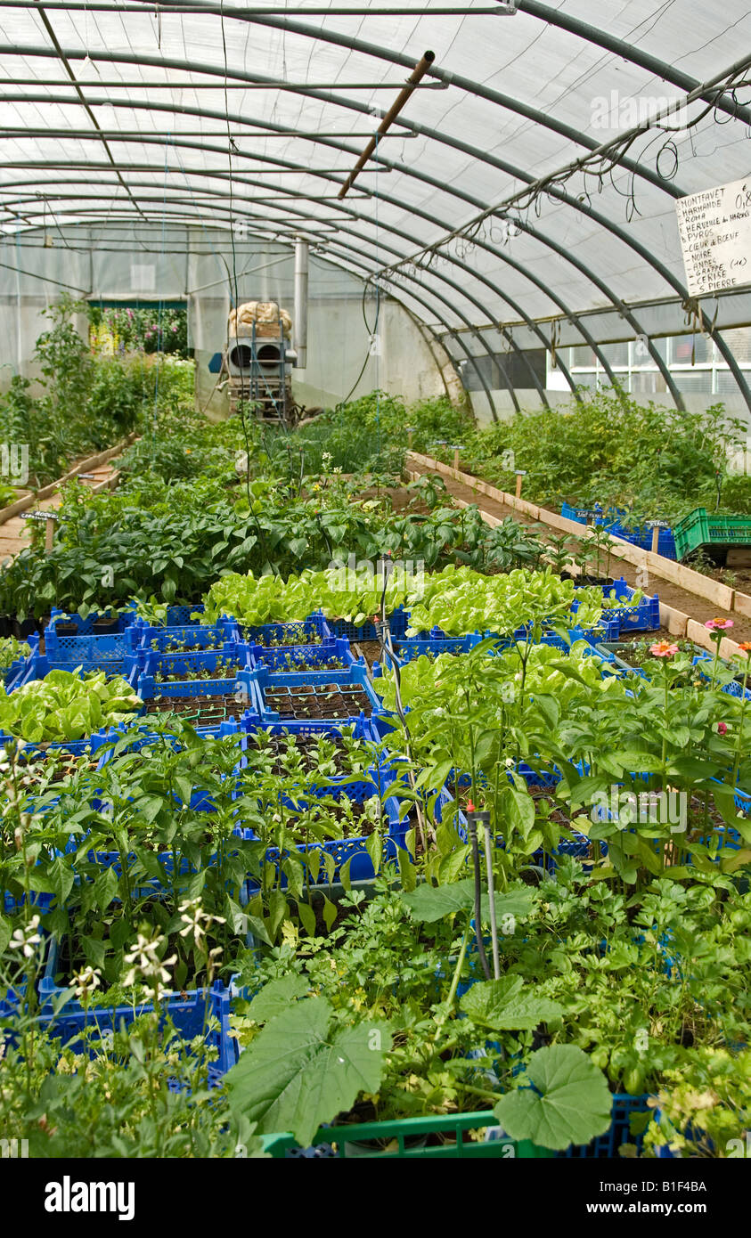 Stock photo of the inside of a commercial polytunnel Stock Photo - Alamy