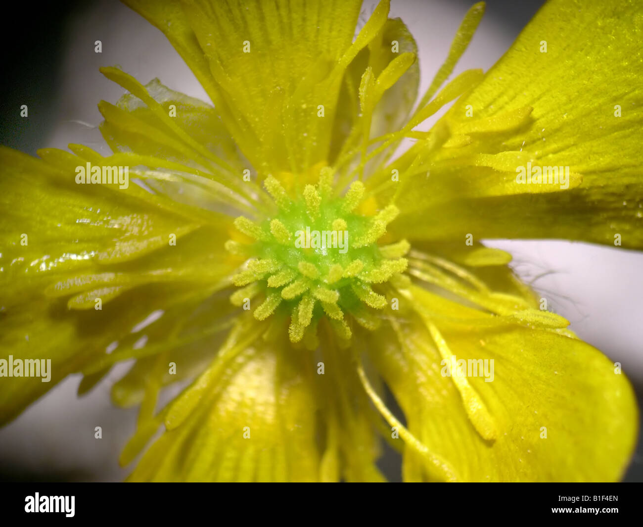 Buttercup closeup N8195 Stock Photo - Alamy