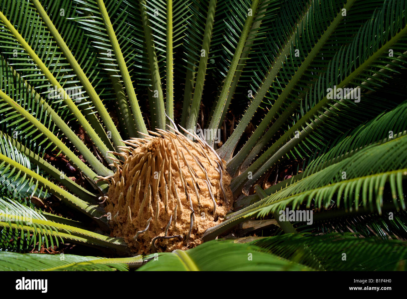 Cycad like hi-res stock photography and images - Alamy