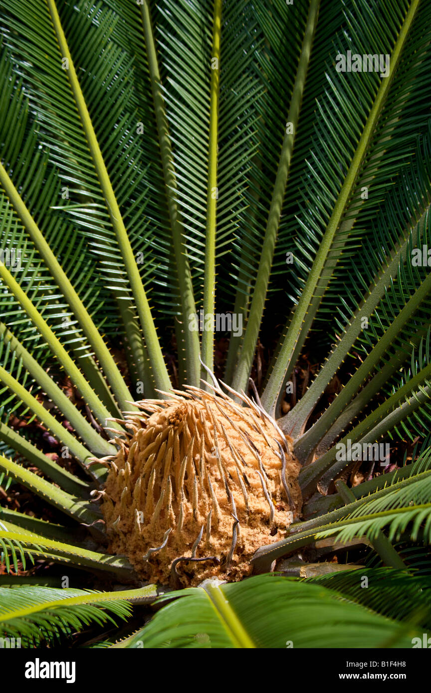 Cycads hi-res stock photography and images - Alamy