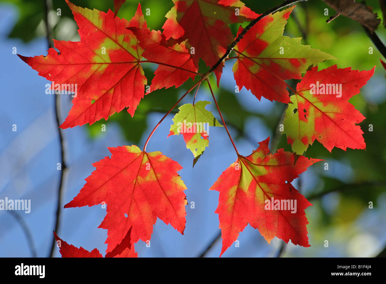 bright red and green maple leaves Stock Photo - Alamy