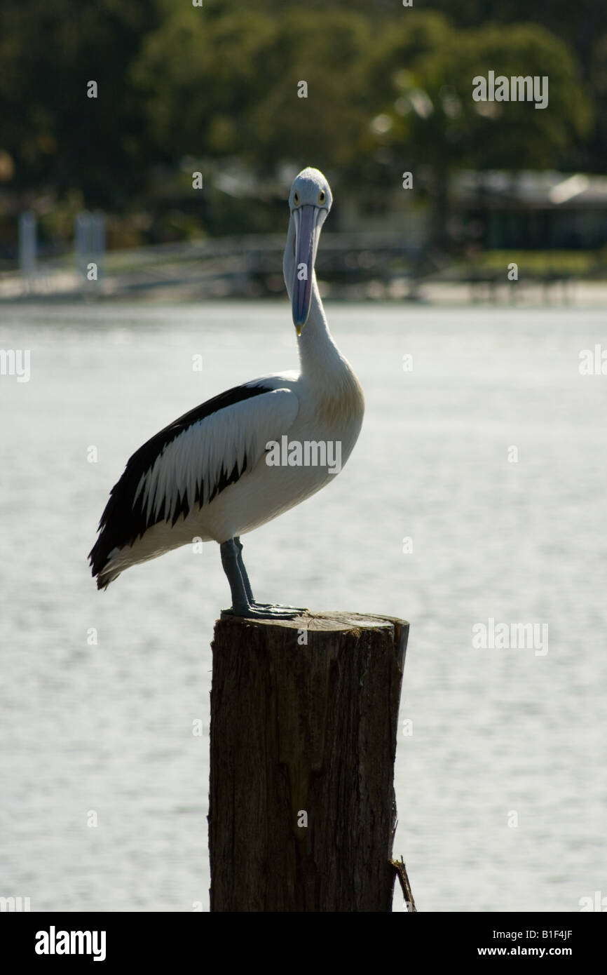Pelican noosa hi-res stock photography and images - Alamy