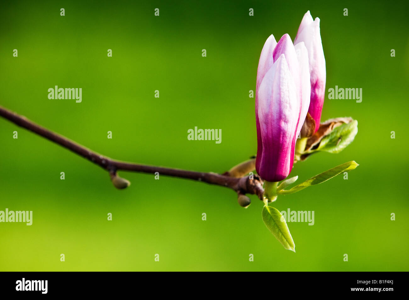 Young blooming flowers at the end of a tree branch during springtime ...