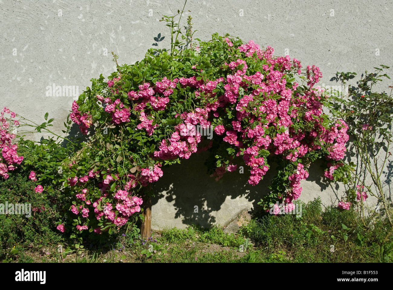 Climbing rose against wall hi-res stock photography and images - Alamy