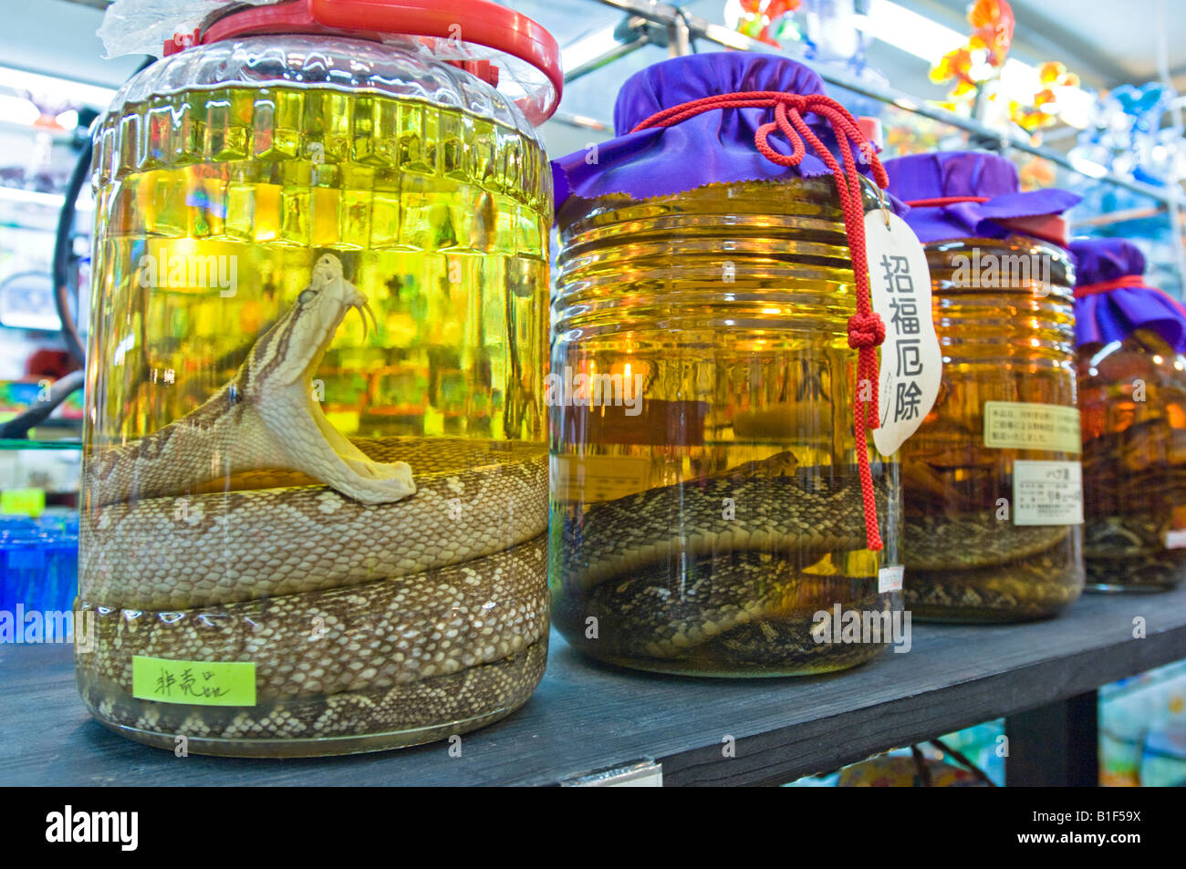 Snake Wine on Display in one of the Many Tourist Souvenir Shops on ...