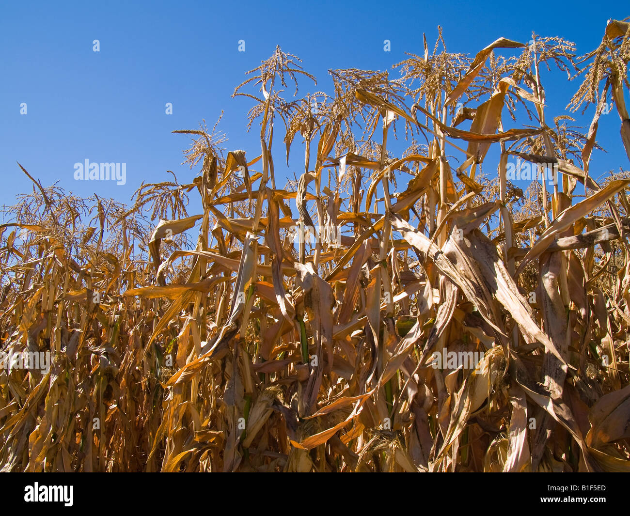 dried corn stalks at Summerset Farm near Los Olivos Santa Ynez Valley ...