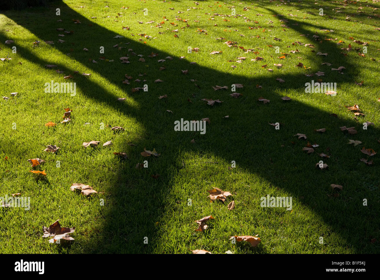 Tree shadow hi-res stock photography and images - Alamy