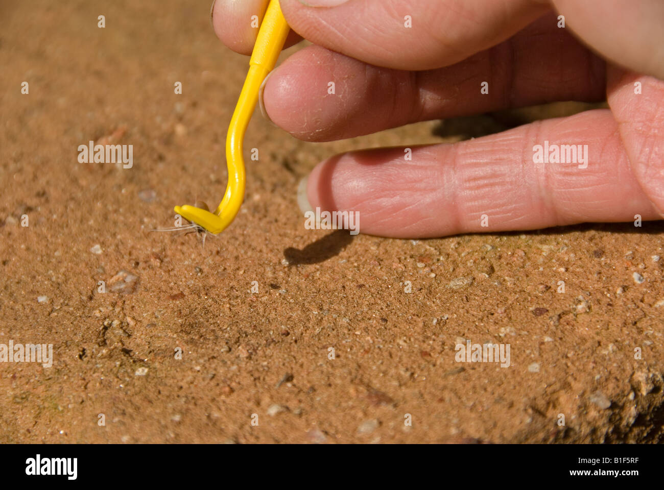 Stock photo of a tick which has just been removed from a dog with the ...