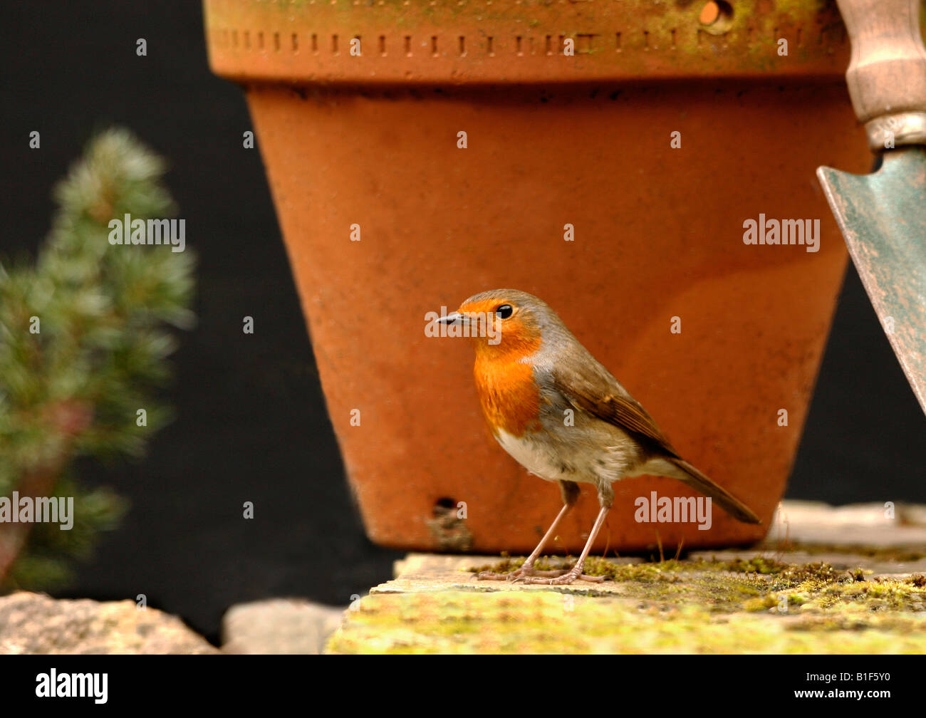 Erithacus Rubecula Robin Robins Birds Bird Plant Pot Pots Natural World ...