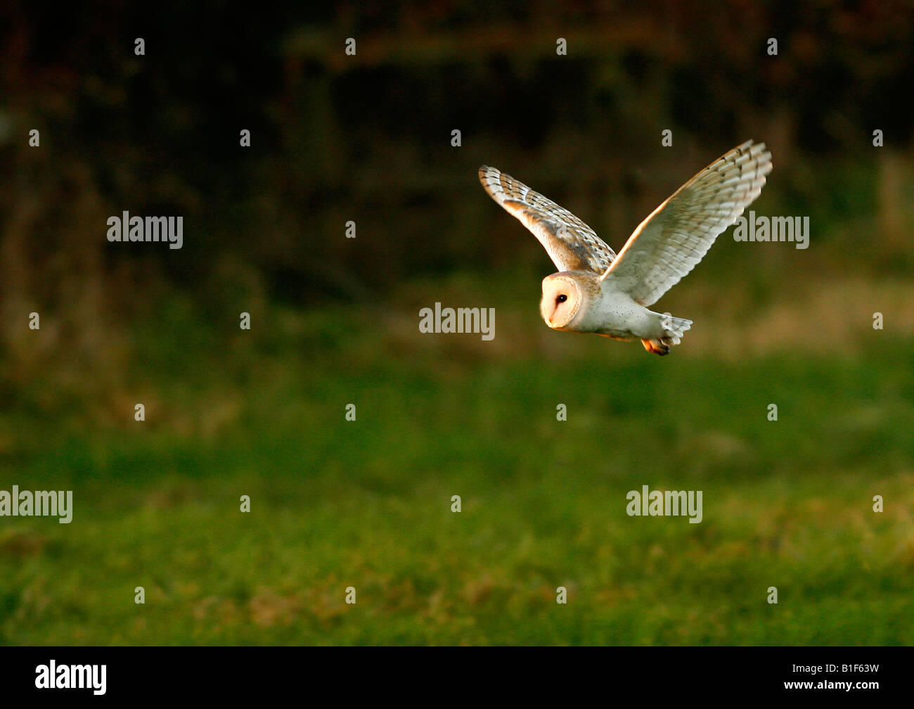 Barn Owl in flight Stock Photo - Alamy