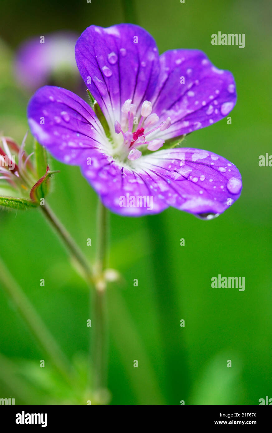 Wood cranesbill (geranium sylvaticum Stock Photo - Alamy