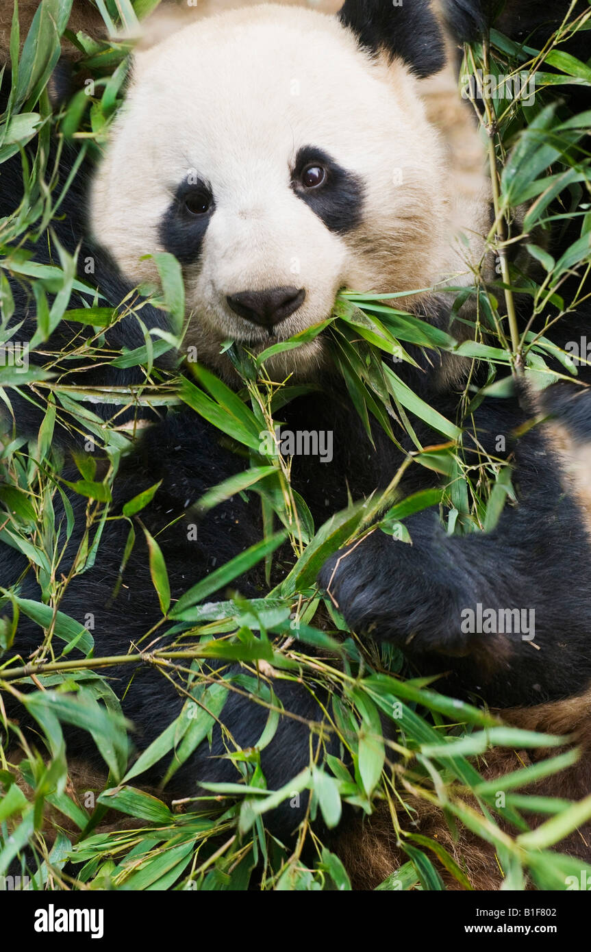 Giant Panda feeding on Bamboo leaves Stock Photo - Alamy