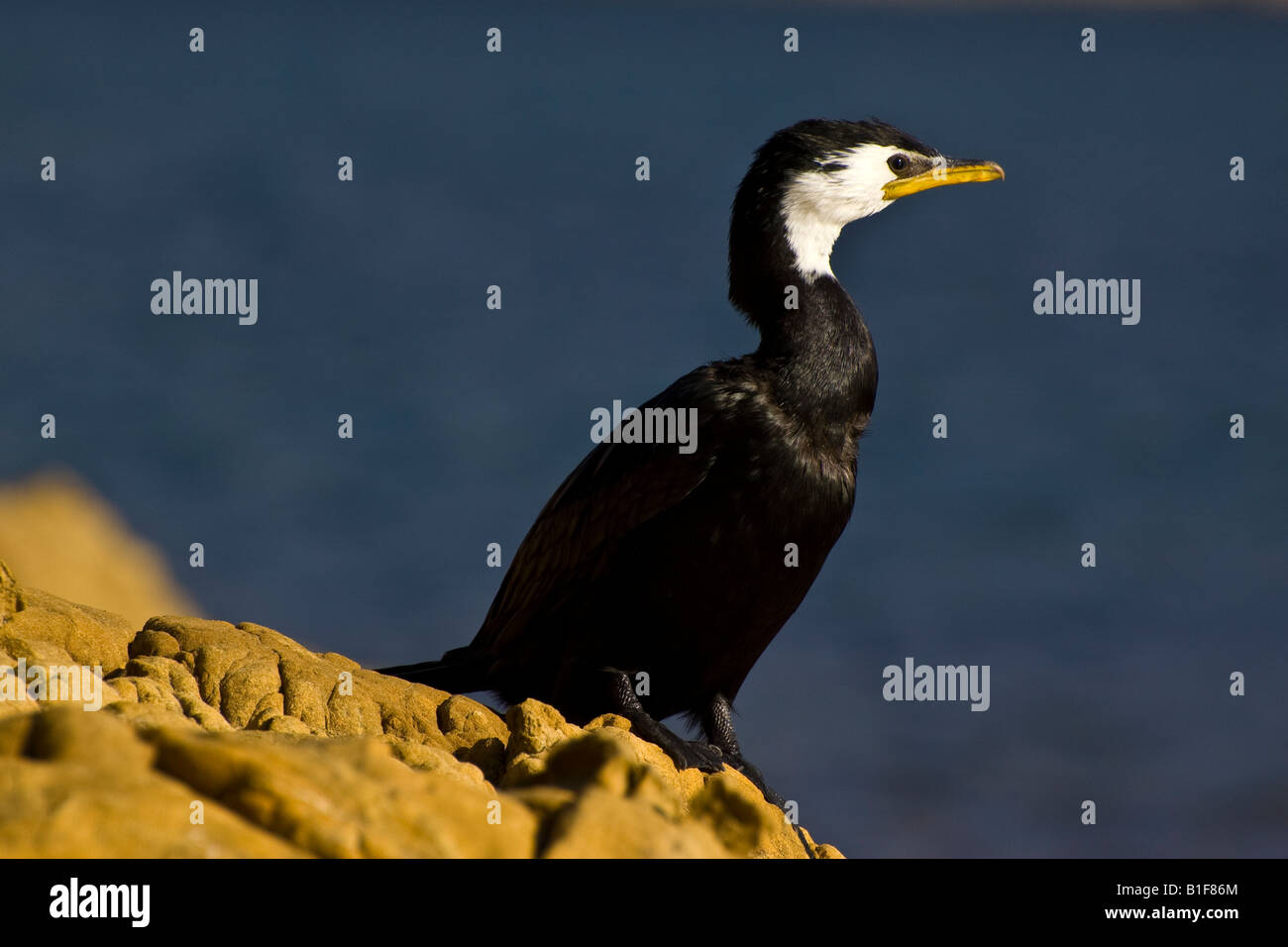 Shag bird hi-res stock photography and images - Alamy