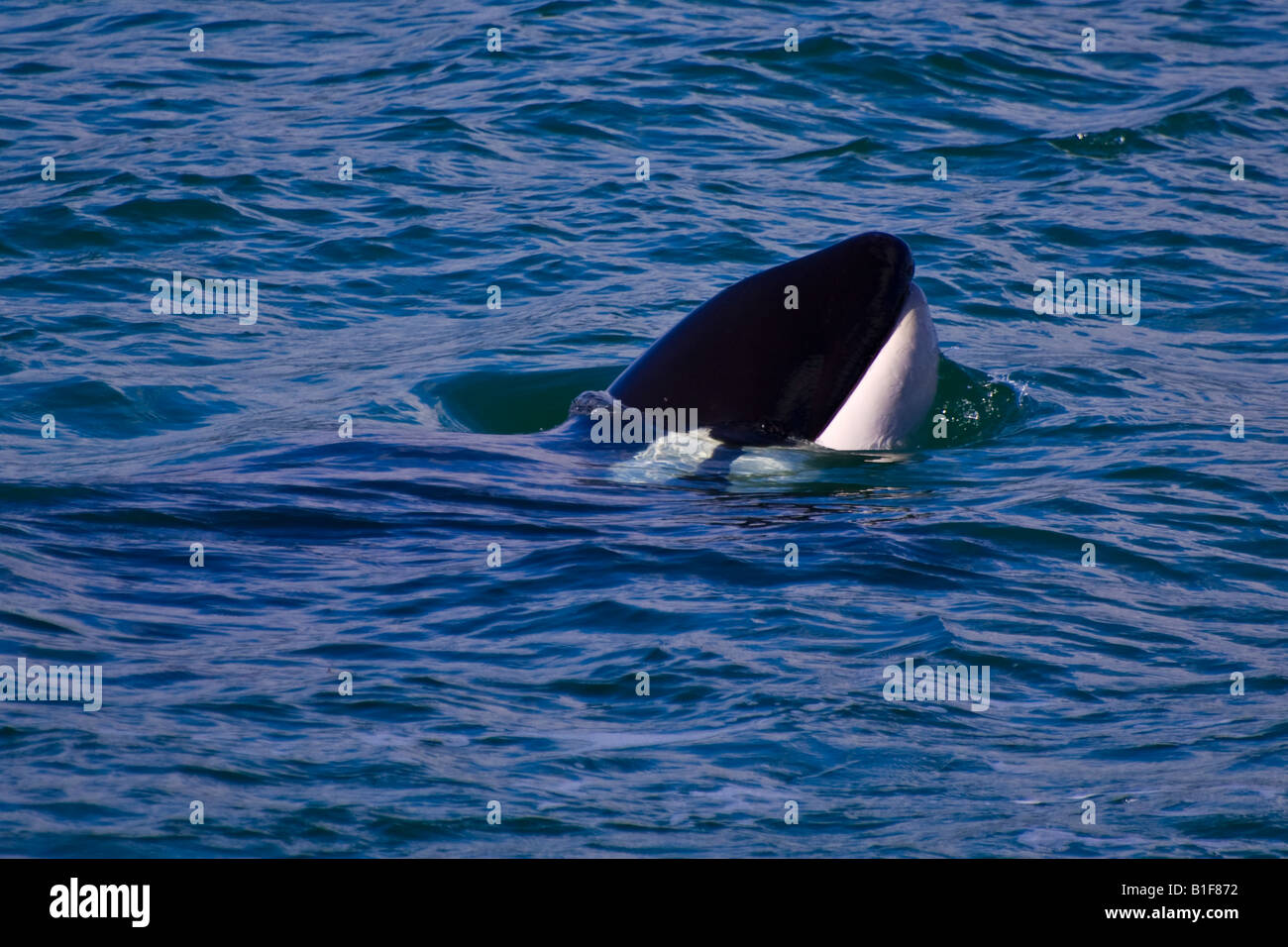 An orca calf (killer whale, orcinus orca) "spy hopping Stock Photo - Alamy