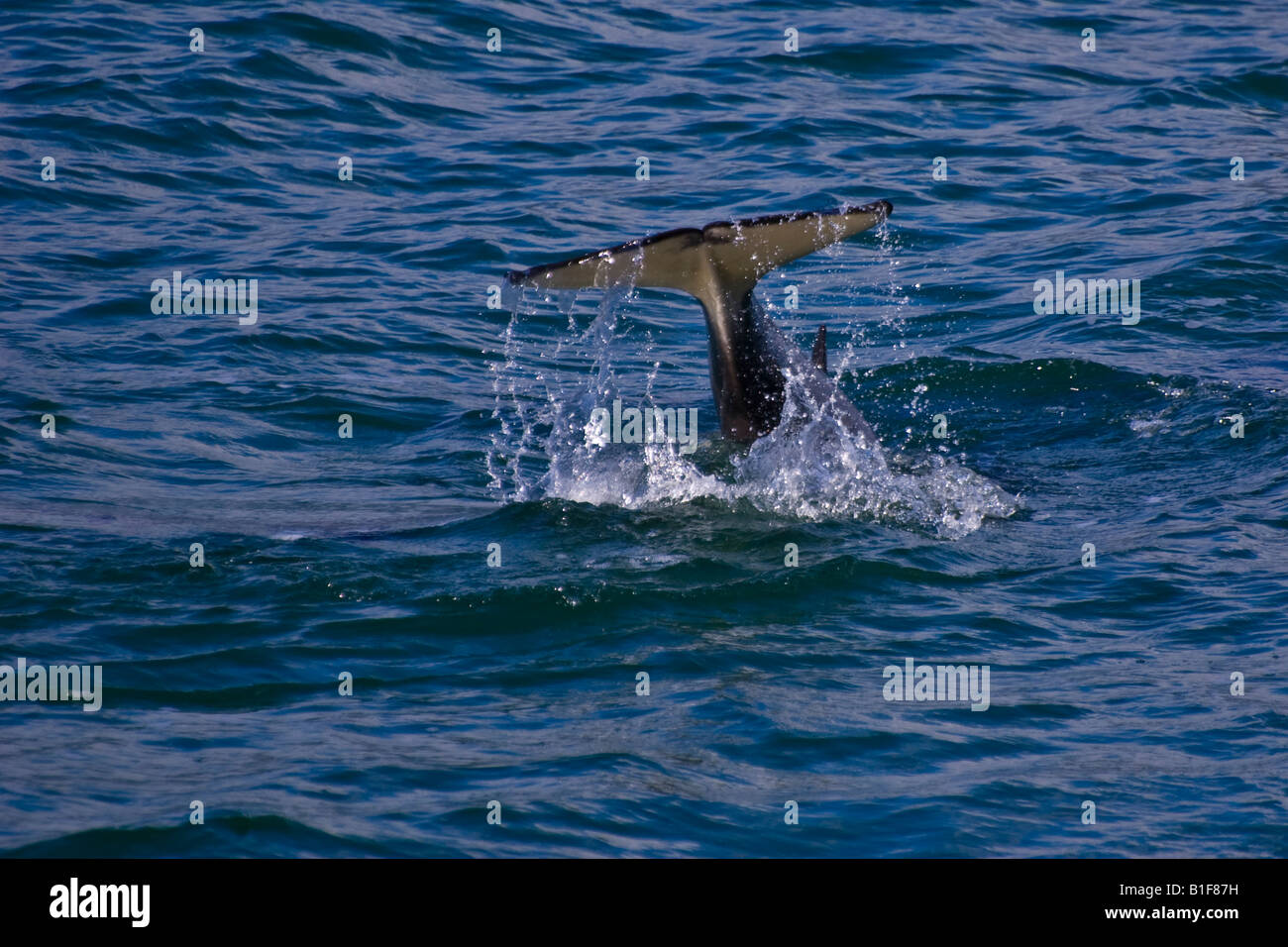 Orca killer whale hi-res stock photography and images - Alamy