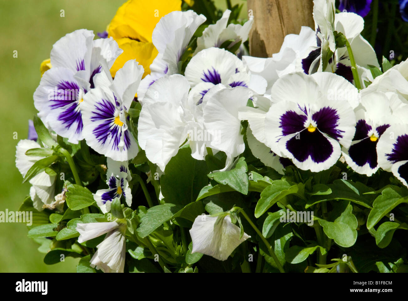 Pansies in an English garden Stock Photo - Alamy