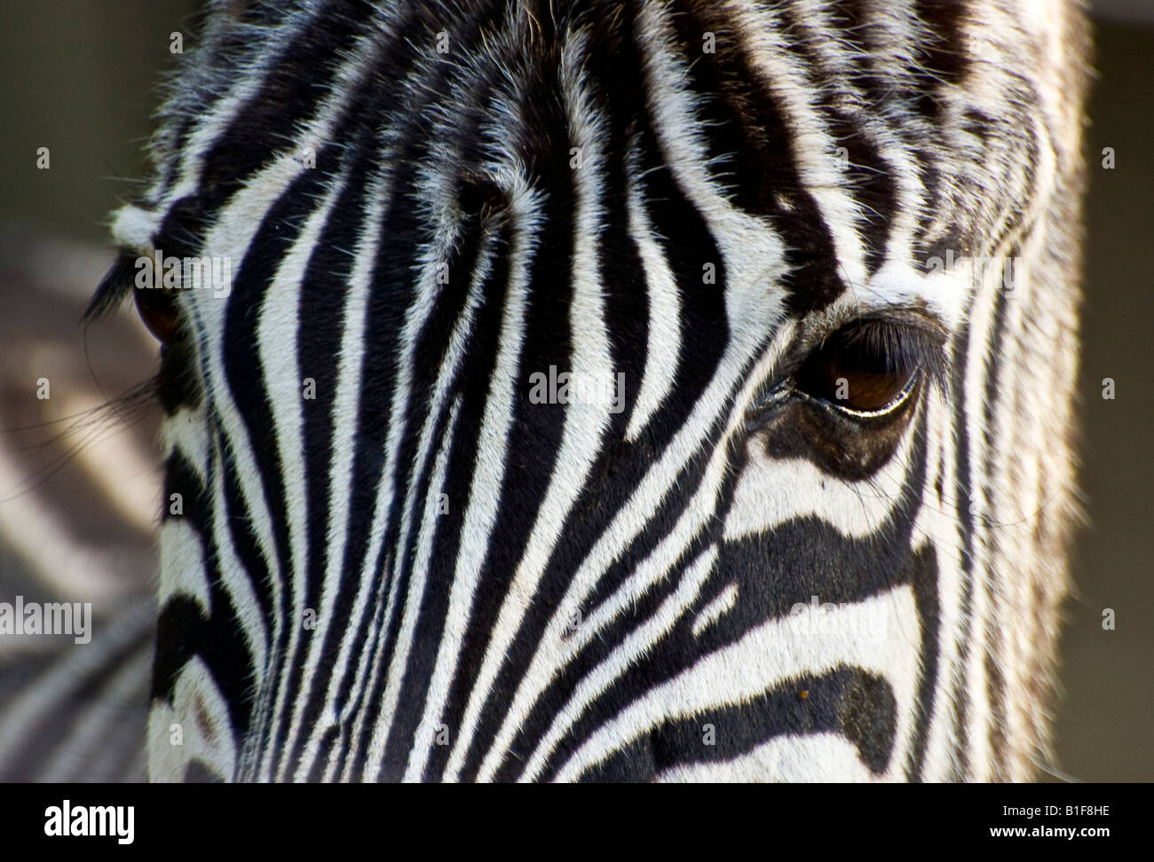 A close up of a captive common zebra (Equus quagga Stock Photo - Alamy