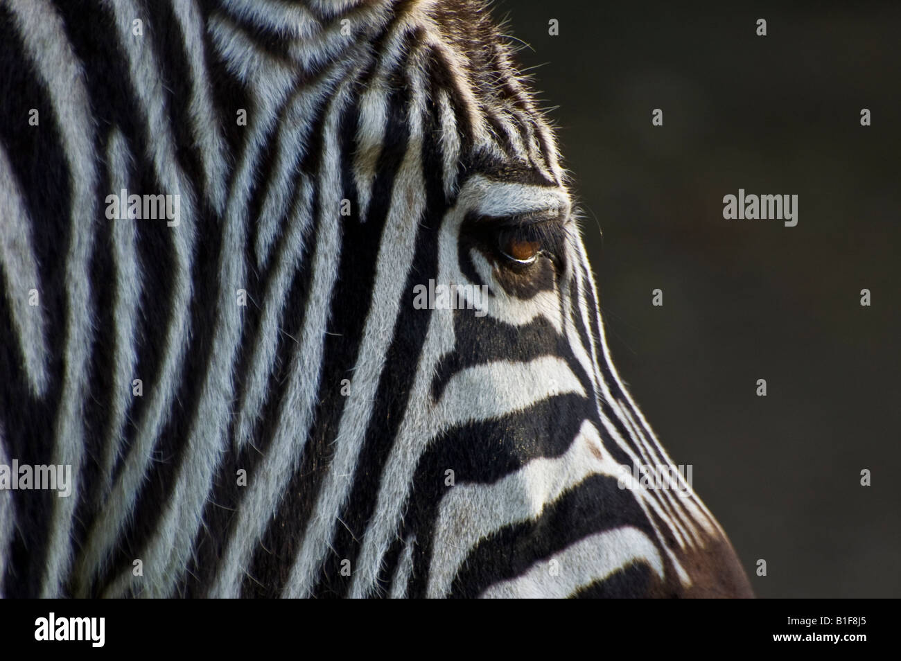 A close up of a captive common zebra (Equus quagga Stock Photo - Alamy