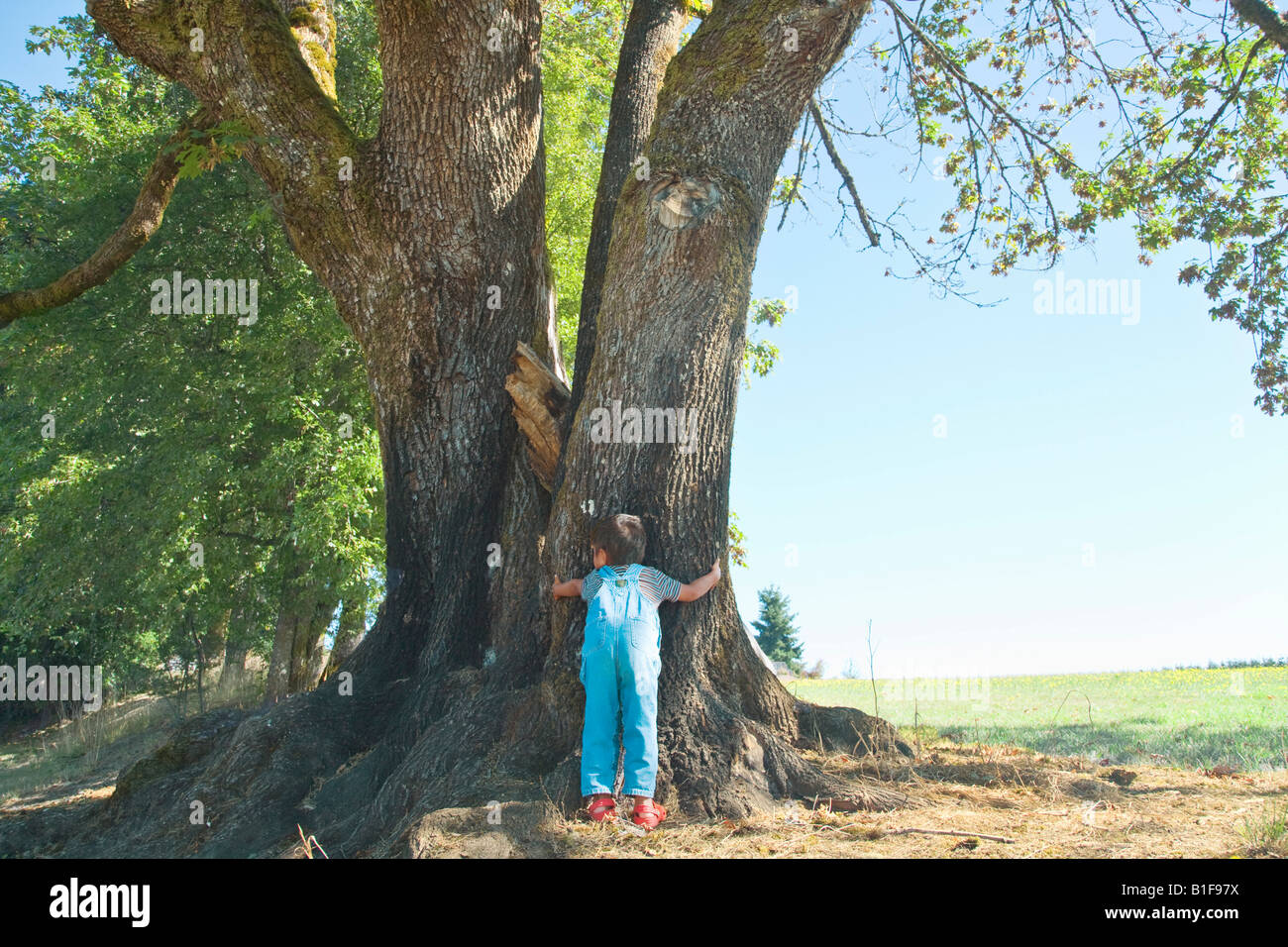 Child hugging tree Stock Photo - Alamy