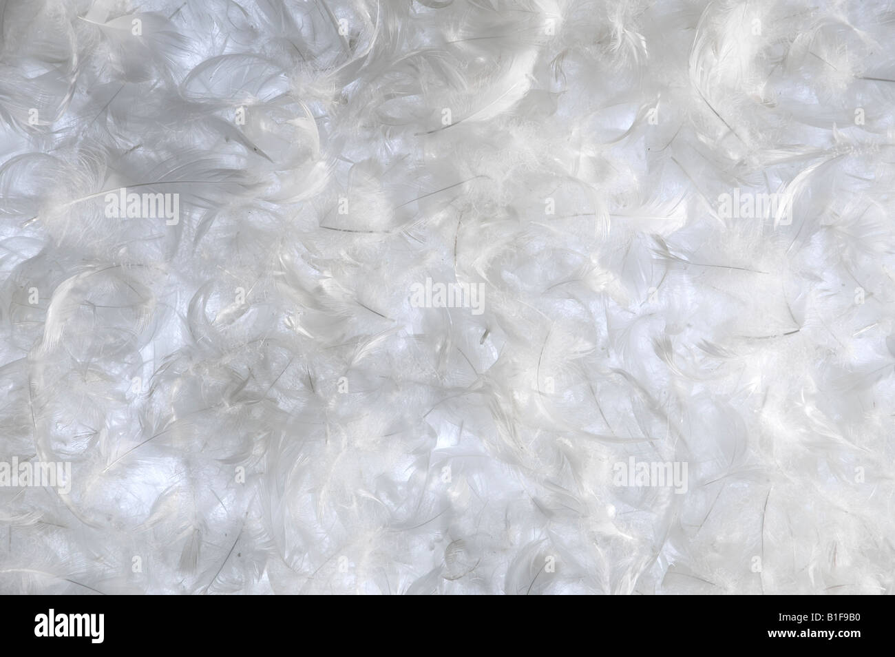 Insulation feather hi-res stock photography and images - Alamy
