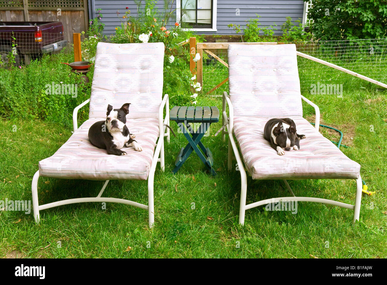Dogs sitting on lounge chairs Stock Photo - Alamy