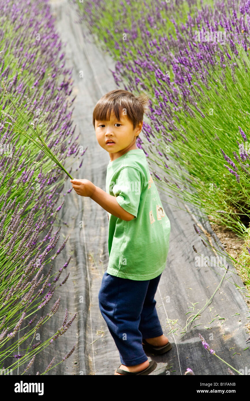 Walking through lavender field hi-res stock photography and images - Alamy