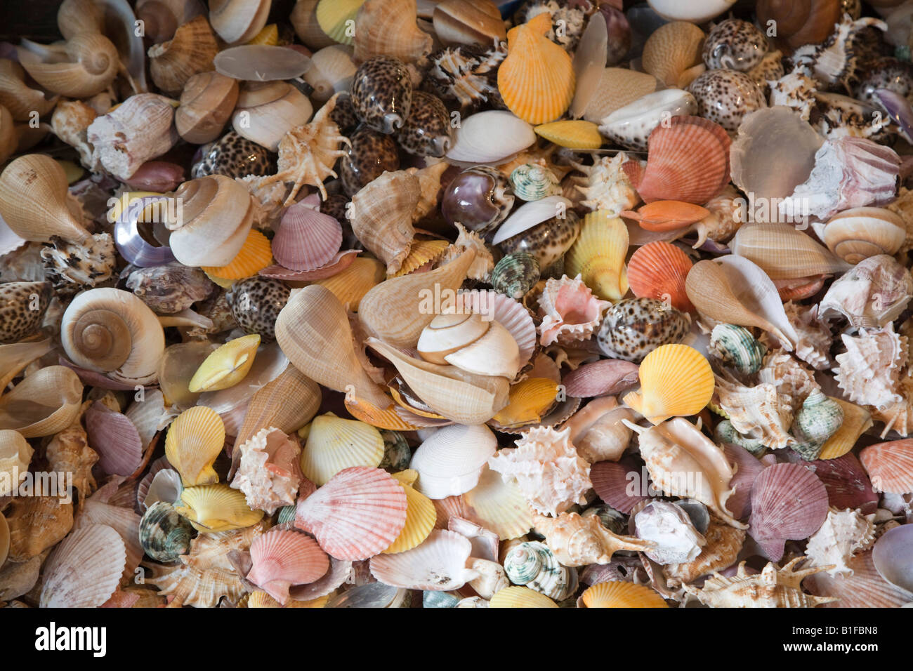 multi coloured sea shells Stock Photo - Alamy