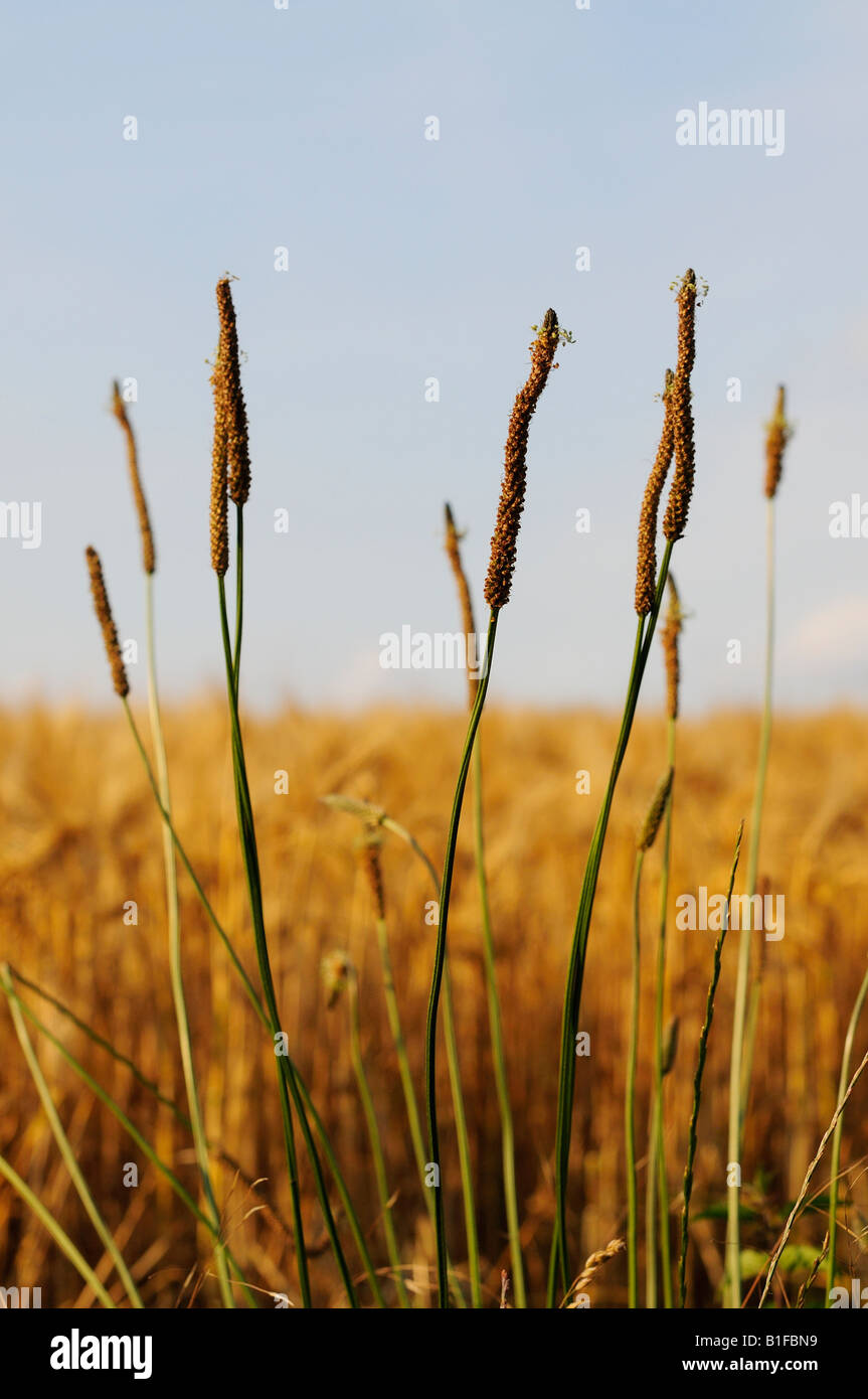 plantain plantago lanceolata grass in sunset field meadow Stock Photo ...