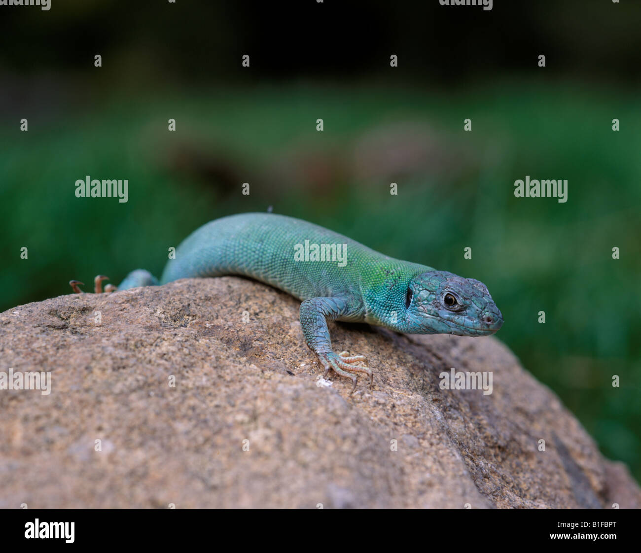 Lizard green lizard lizard on rock Stock Photo - Alamy