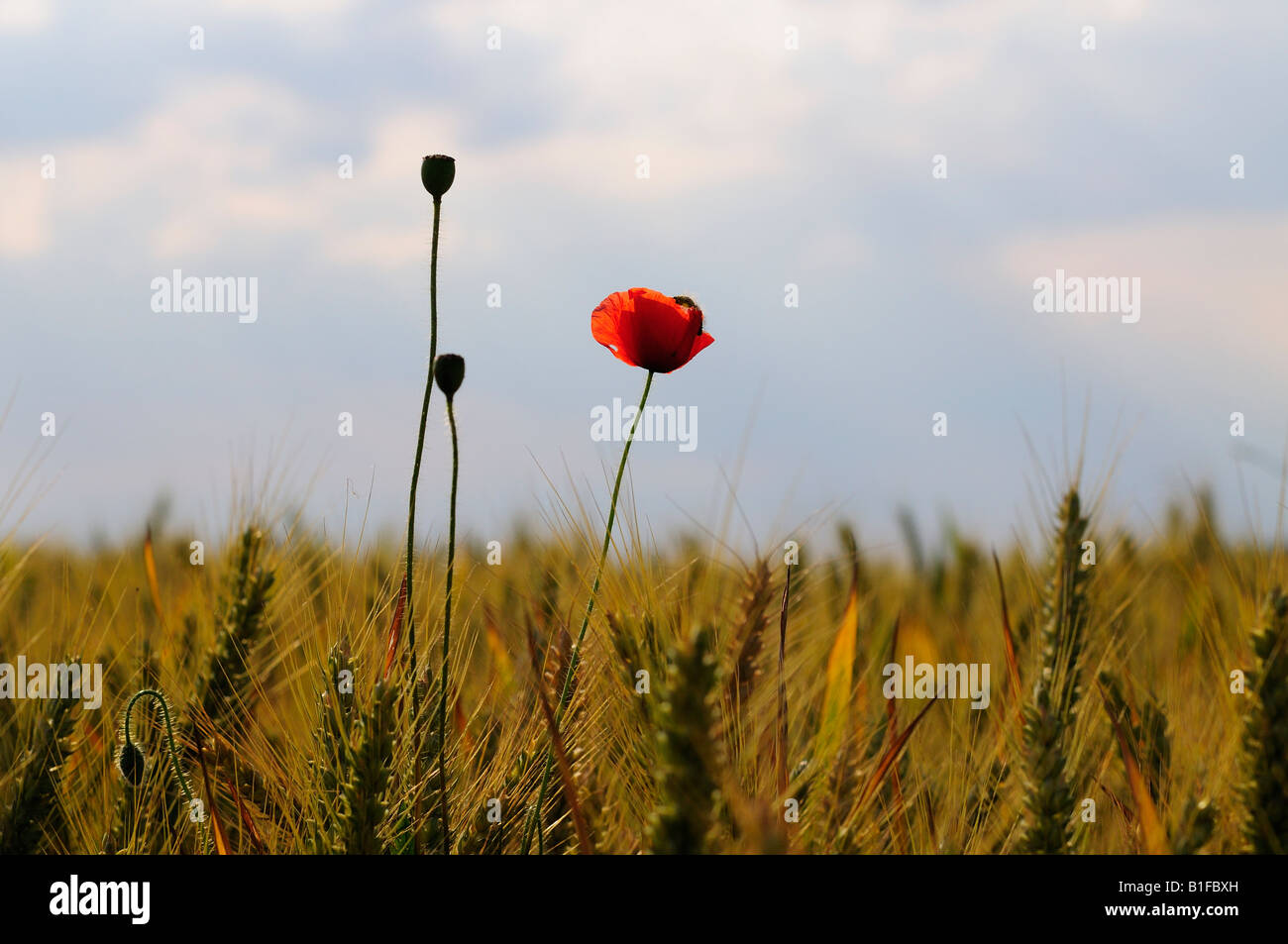 Papaver poppy field red yellow hi-res stock photography and images - Alamy