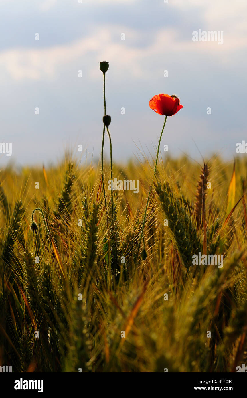 red poppy weed in sunset field meadow Stock Photo - Alamy