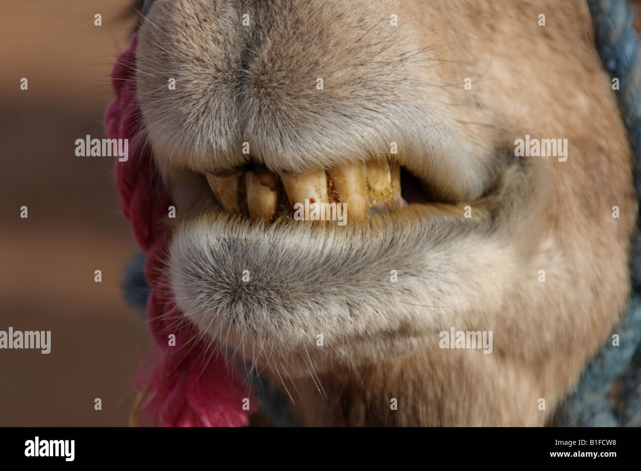 teeth of a camel in morocco Stock Photo - Alamy