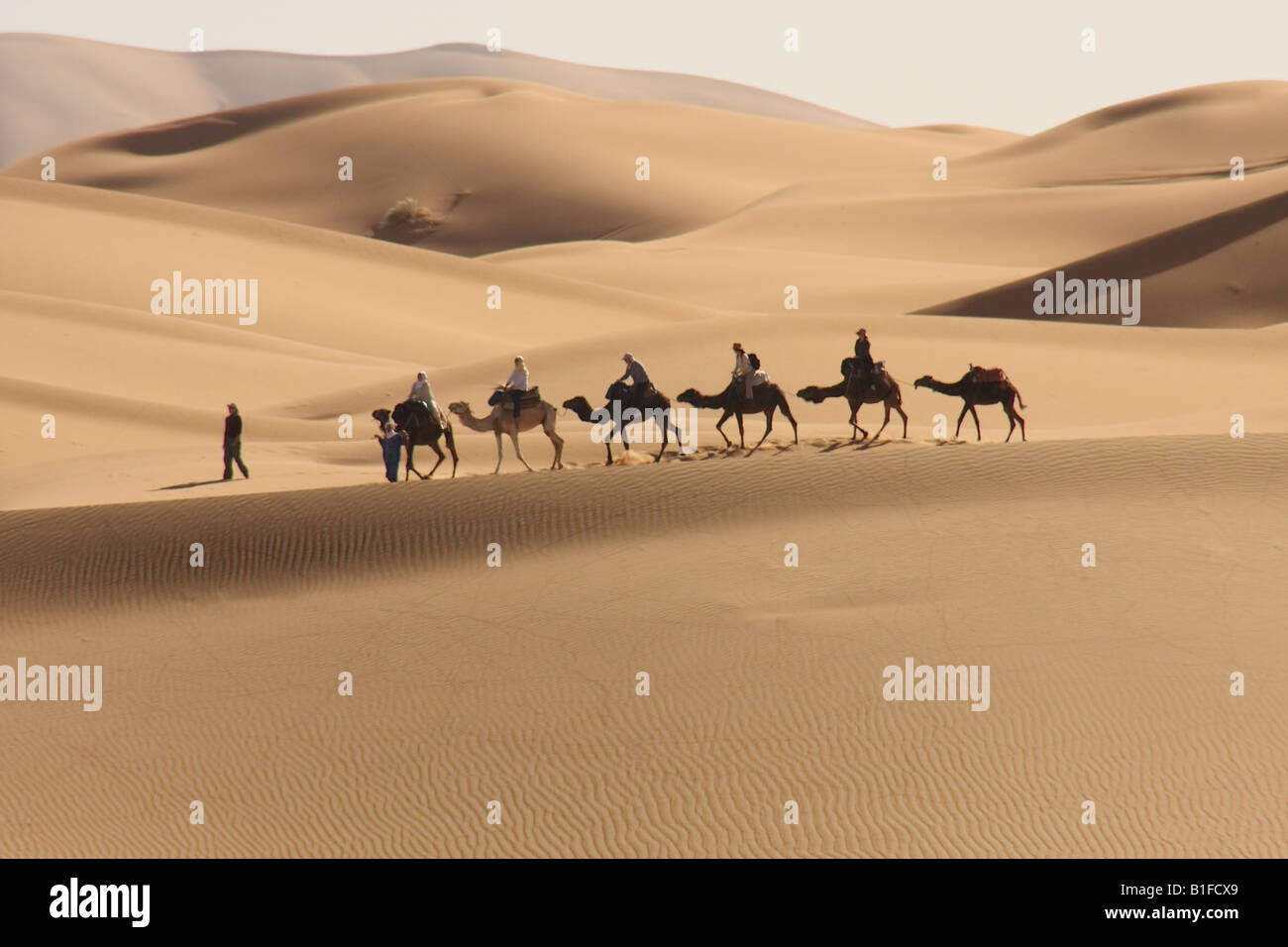 Moroccan camel train hi-res stock photography and images - Alamy