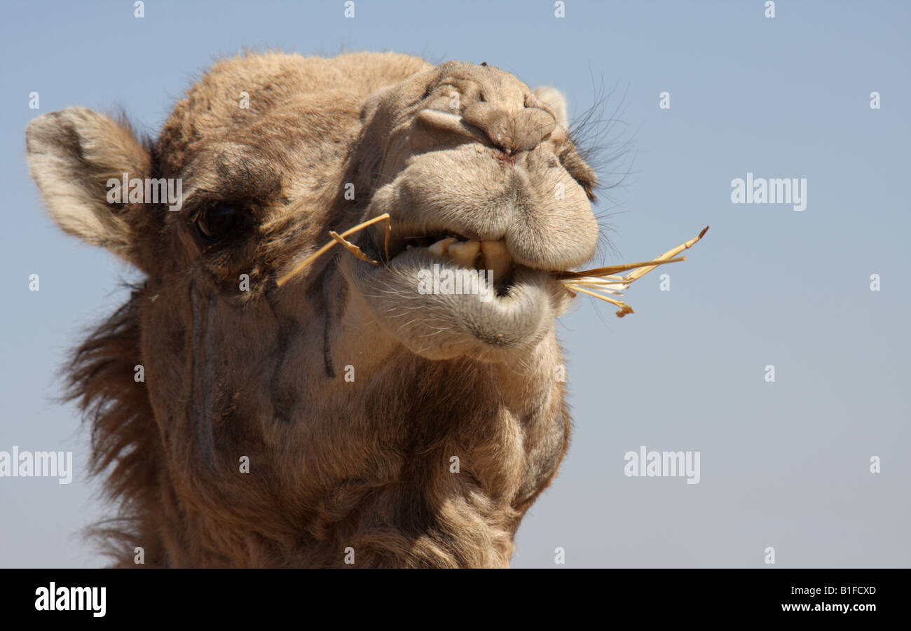 camel chewing food in Morocco Stock Photo - Alamy