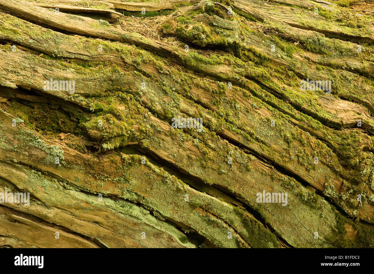 Moss and lichen on fallen tree bark trunk close up England UK United ...