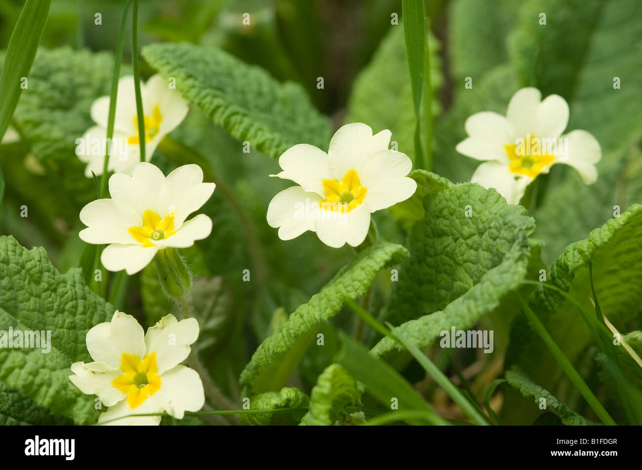 Wild primroses uk hi-res stock photography and images - Alamy