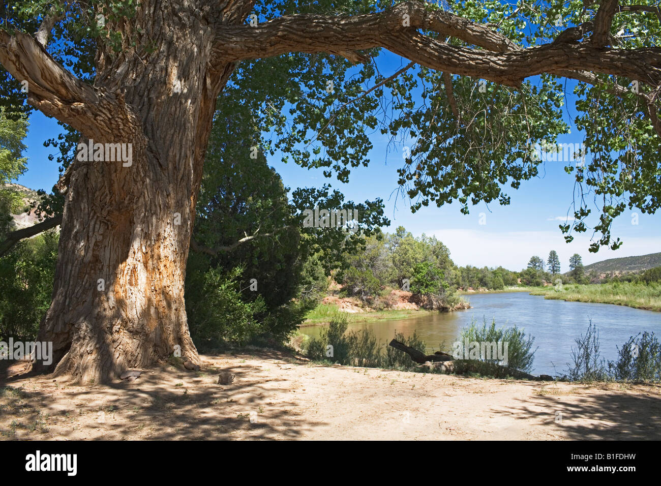 Cottonwood Chama River Stock Photo - Alamy