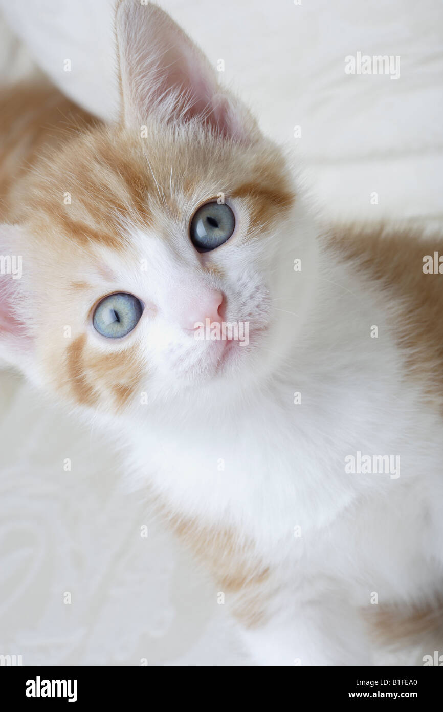 Six week old kitten Stock Photo - Alamy