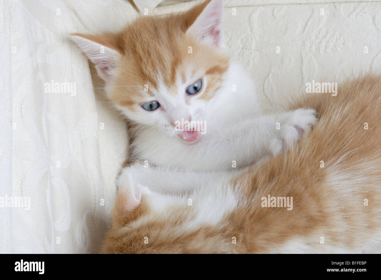 Six week old kittens Stock Photo - Alamy