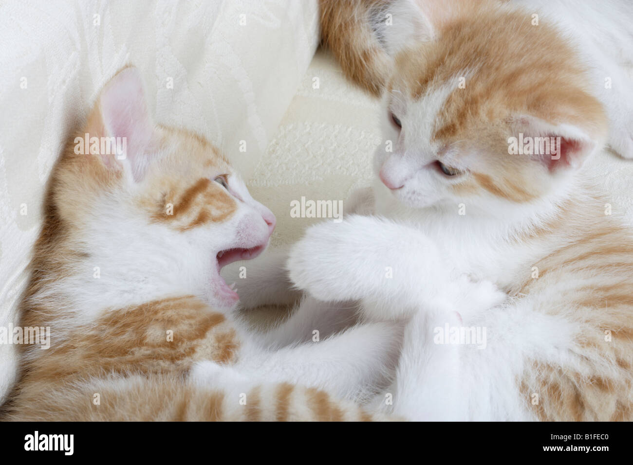 Six week old kittens Stock Photo - Alamy