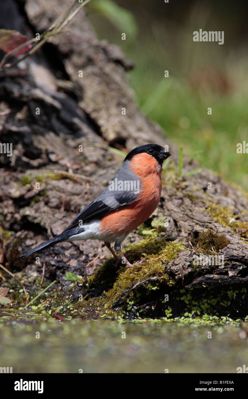 Male bullfinch hi-res stock photography and images - Alamy