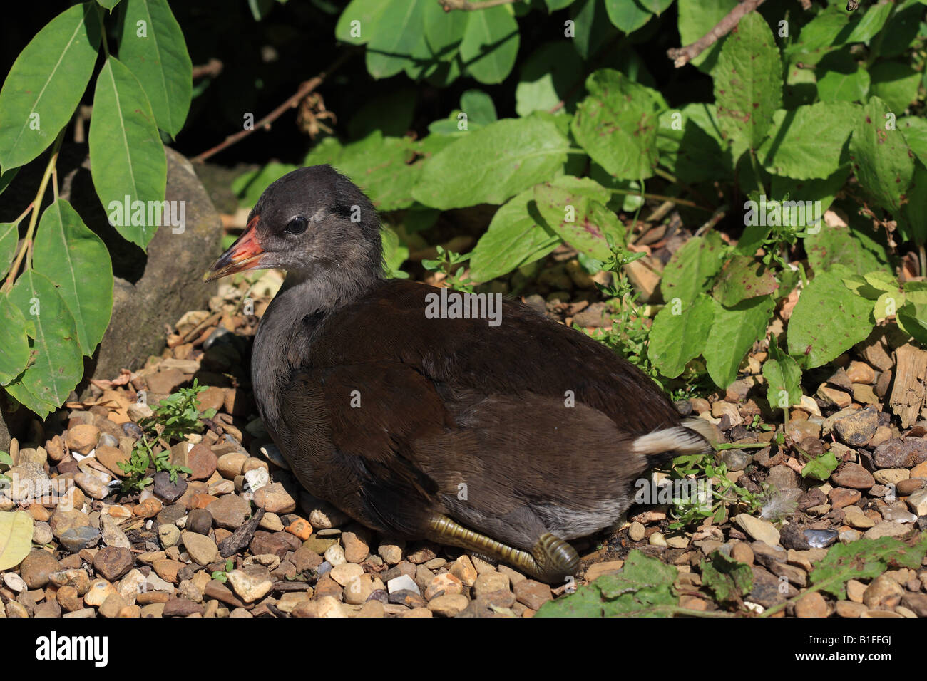 Young moorhen plumage hi-res stock photography and images - Alamy