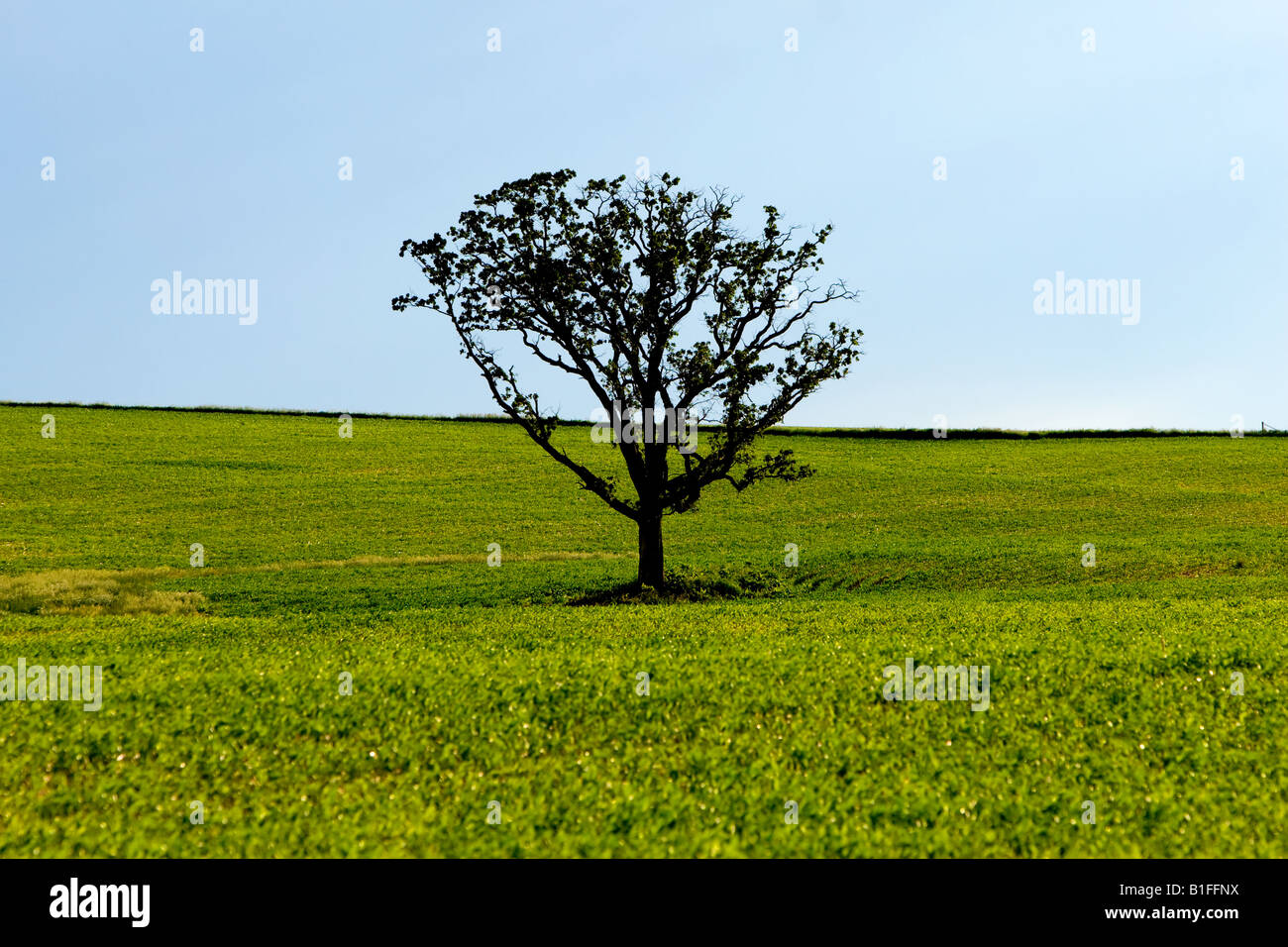Lone tree in a green field hi-res stock photography and images - Alamy