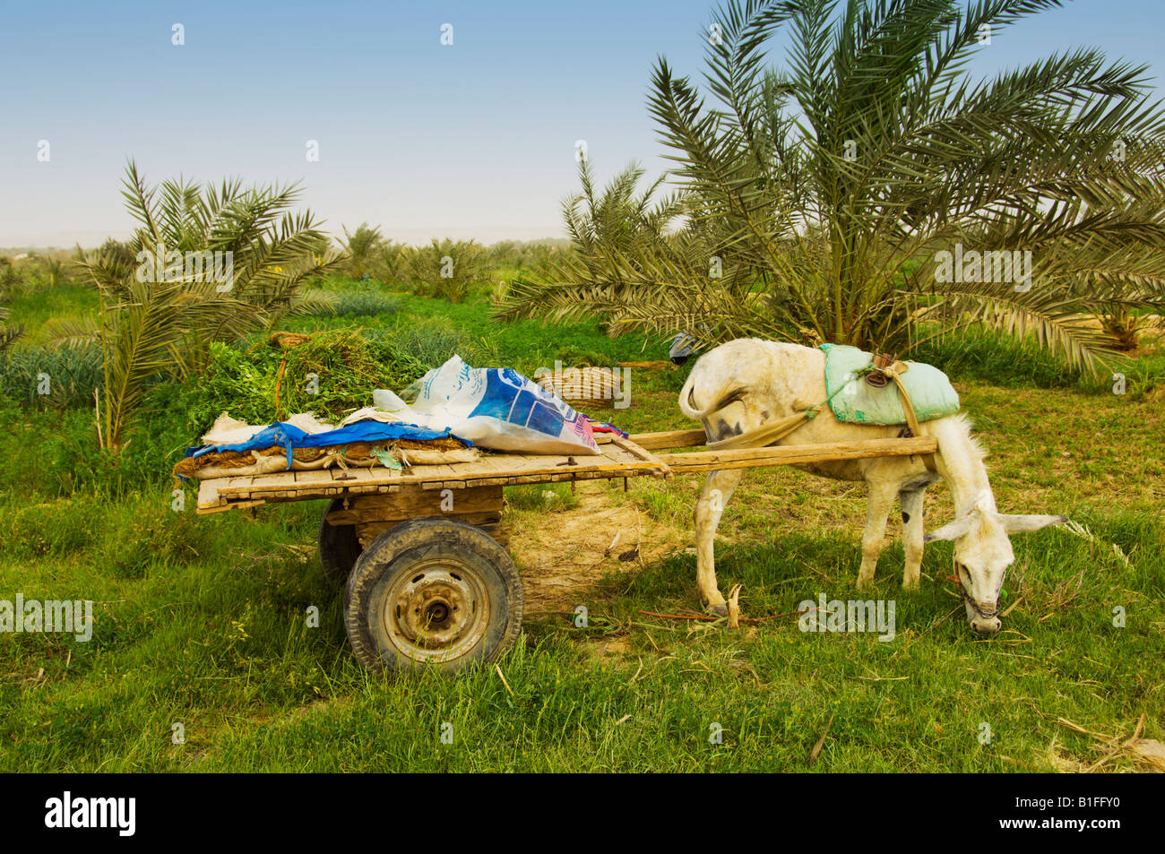Loaded donkey cart hi-res stock photography and images - Alamy