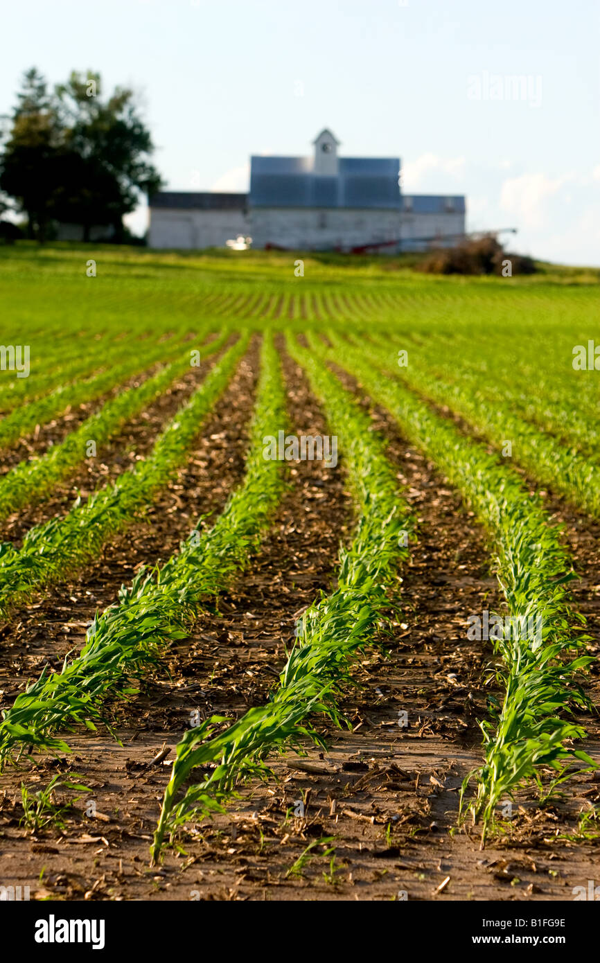 Corn fields illinois hi-res stock photography and images - Alamy