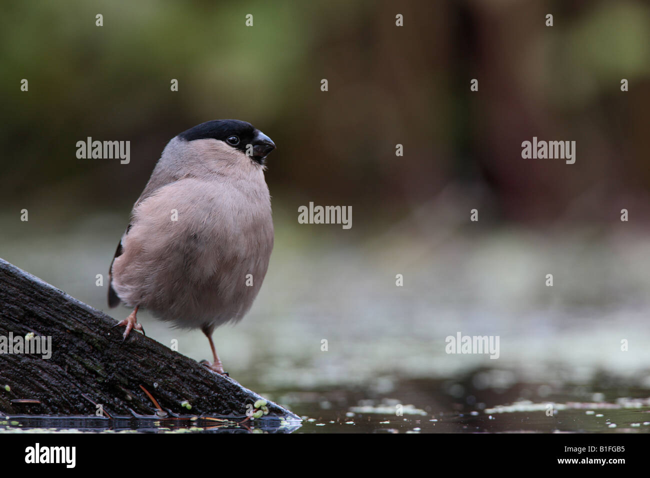 Female Bullfinch Pyrrhula pyrrhula at pond Potton Bedfordshire Stock ...