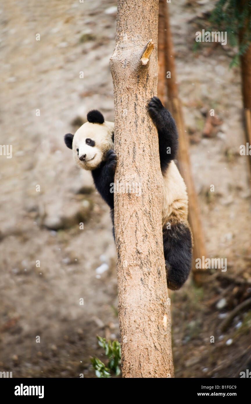 Giant Panda climbing Tree Woolong China Stock Photo - Alamy