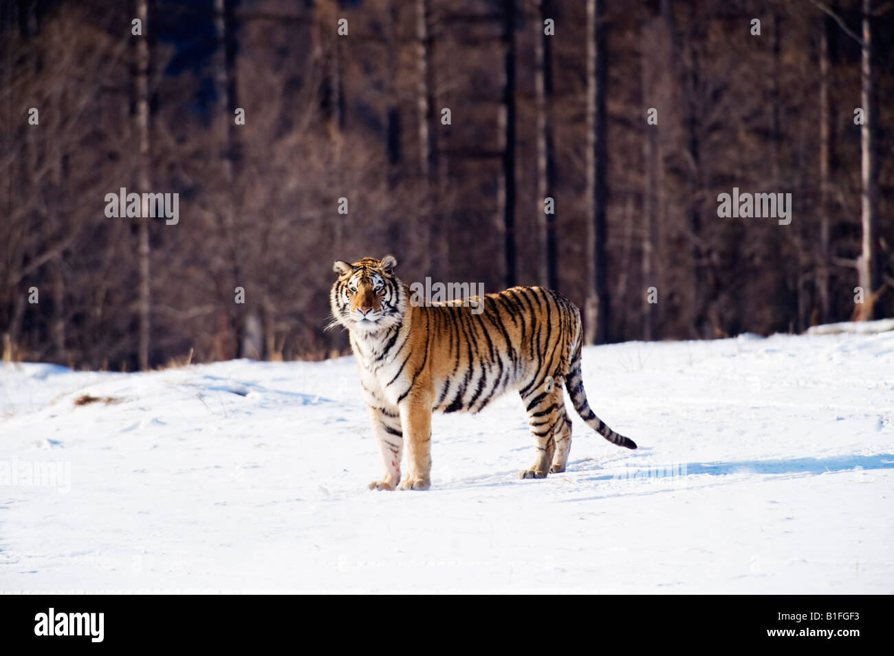 One single siberian tiger hi-res stock photography and images - Alamy