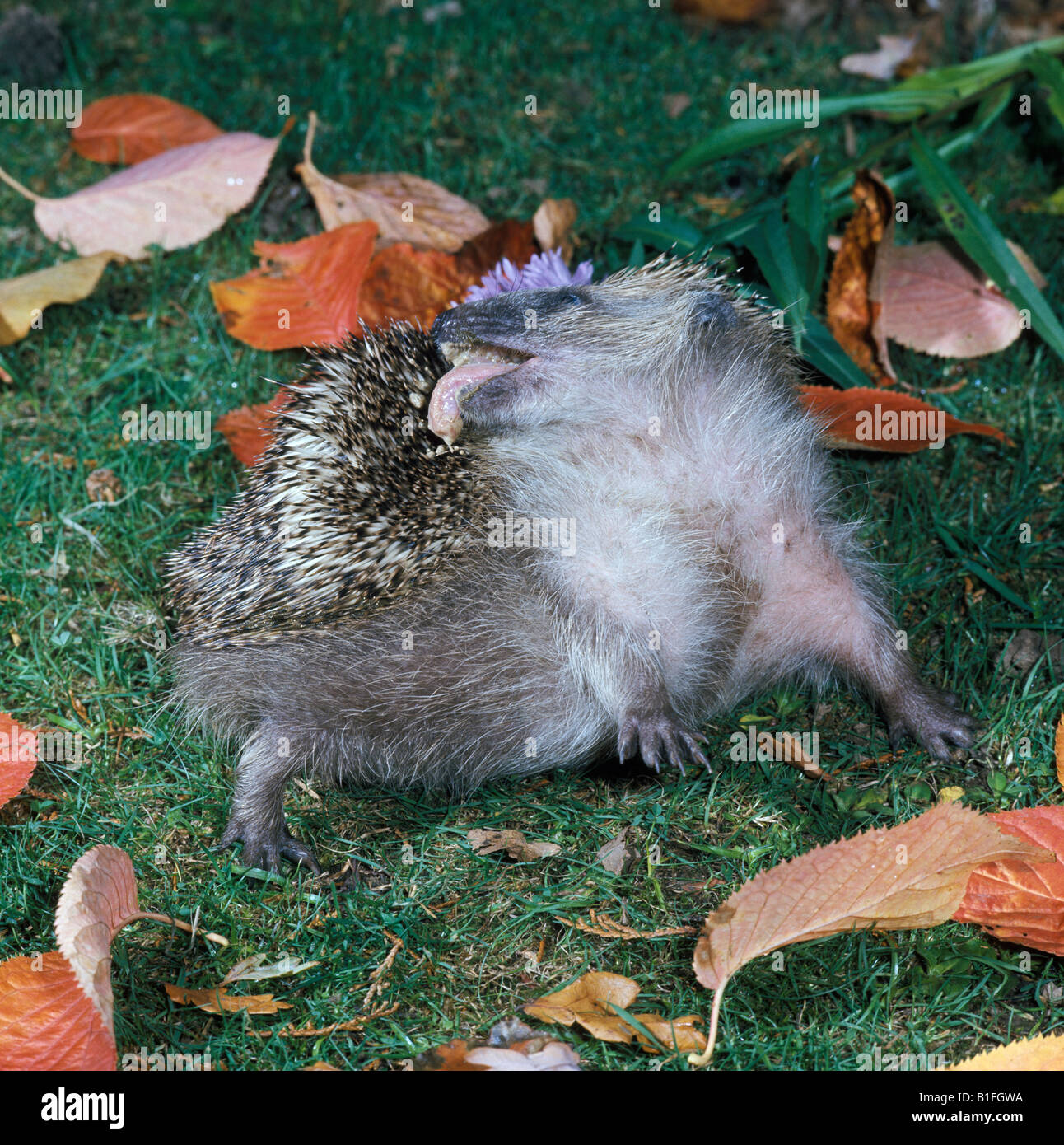 Hedgehog European hedgehog one forefoot raised as it tries to flick ...