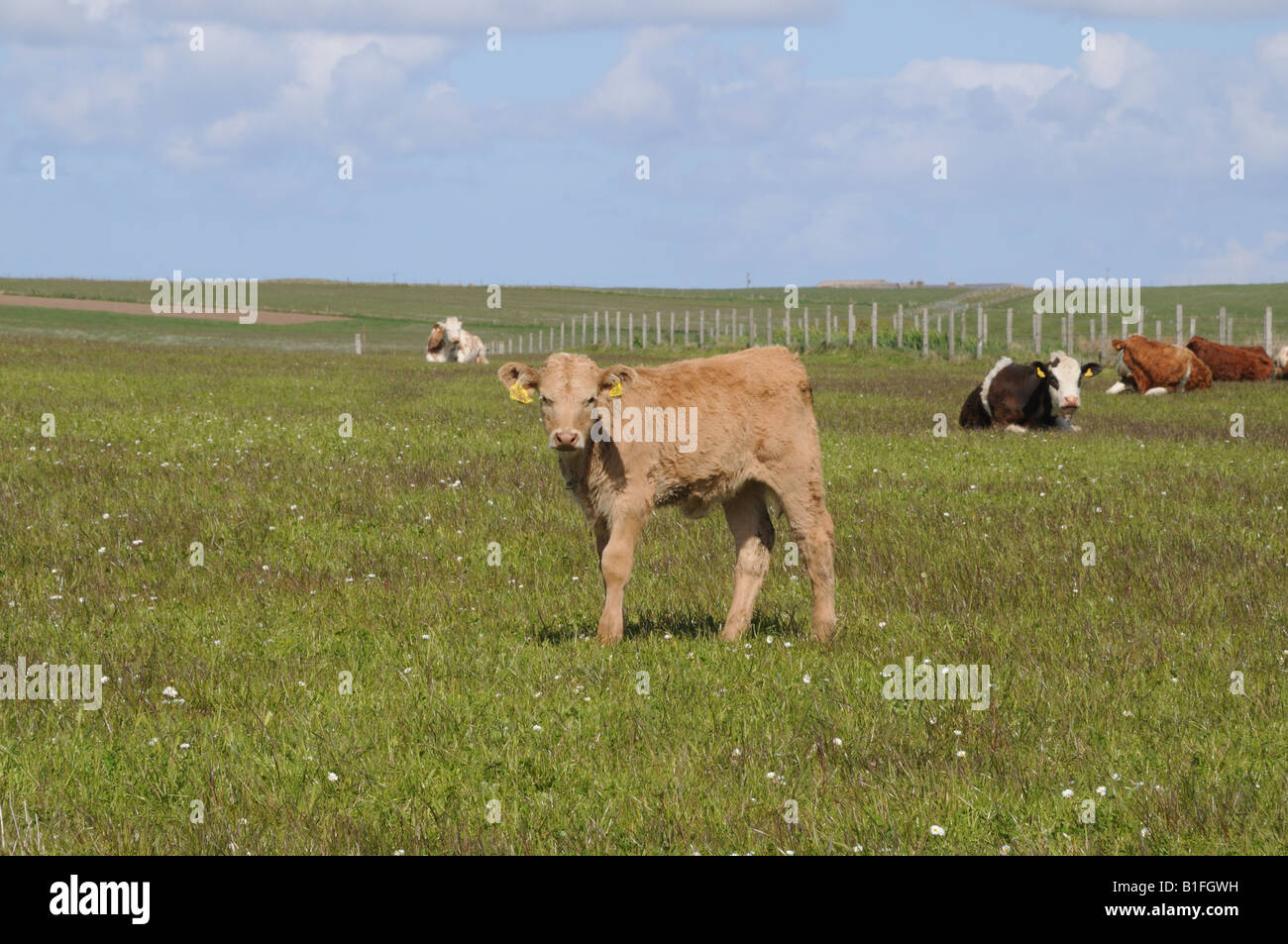 Orkney cows. This is a typical Orkney landscape, treeless and ...